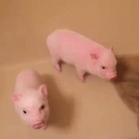 Piggie GIFs - Get the best gif on GIFER