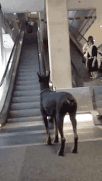 Doberman GIFs - Get the best gif on GIFER