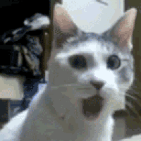 Suprised GIFs - Get the best gif on GIFER