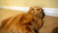 Please GIFs - Get the best gif on GIFER
