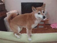 Shiba GIFs - Get the best gif on GIFER