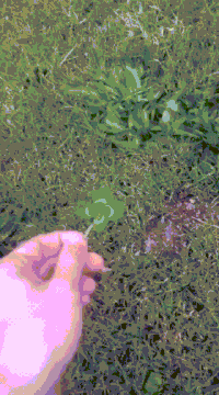 Clovers GIFs - Get the best gif on GIFER