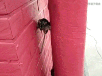 Pests гифки, анимированные GIF изображения pests - скачать гиф картинки ...