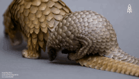 Pangolins GIFs - Get the best gif on GIFER