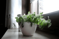 Respiration GIFs - Get the best gif on GIFER