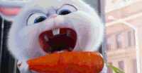 Snowball GIFs - Get the best gif on GIFER