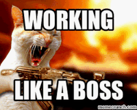 Bosses GIFs - Get the best gif on GIFER