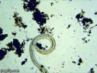 Microorganism GIFs - Get the best gif on GIFER