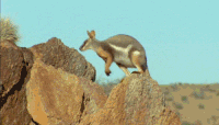 Kangaroo GIFs - Get the best gif on GIFER