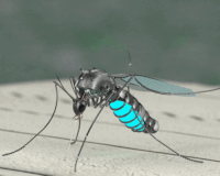 Mosquito GIF - Conseguir el mejor gif en GIFER