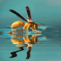 Insecte GIFs - Obtenez le meilleur gif sur GIFER