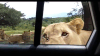 Safari GIFs - Get the best gif on GIFER
