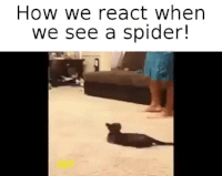 Accurate GIFs - Get the best gif on GIFER