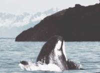 Orca GIFs - Get the best gif on GIFER