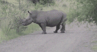 Rhino GIFs - Get the best gif on GIFER
