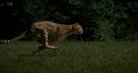 Cheetah GIFs - Get the best gif on GIFER