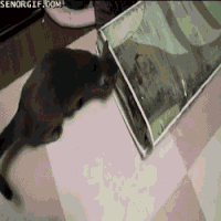 Comfortable GIFs - Get the best gif on GIFER