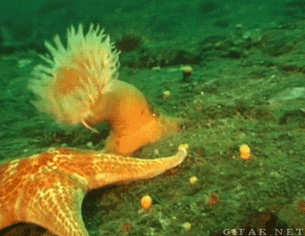 Anemone GIFs - Get the best gif on GIFER