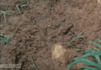 Amphibian GIFs - Get the best gif on GIFER