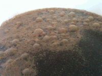 Fermentation GIFs - Get the best gif on GIFER