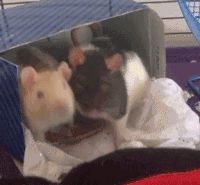 Rat GIFs - Get the best gif on GIFER