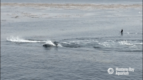 Cetaceans GIF - Conseguir o melhor gif em GIFER