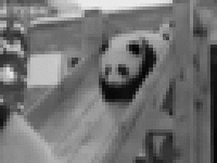 Sliding panda GIFs - Get the best gif on GIFER