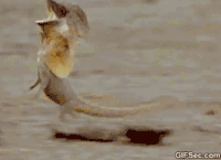 Lizard GIFs - Get the best gif on GIFER