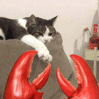 Lobster GIFs - Get the best gif on GIFER