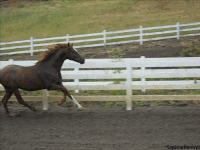 Gallop GIFs - Get the best gif on GIFER