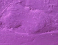 Biochemistry GIFs - Get the best gif on GIFER