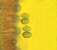 Fungi GIFs - Get the best gif on GIFER