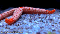 Starfish GIFs - Get the best gif on GIFER