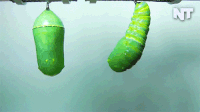 Caterpillar GIFs - Get the best gif on GIFER