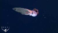 Squid GIFs - Get the best gif on GIFER