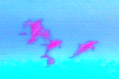 Dolphins GIFs - Get the best gif on GIFER