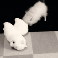 Attacks puppet dog GIF - Conseguir o melhor gif em GIFER
