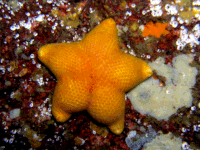 Starfish GIFs - Get the best gif on GIFER
