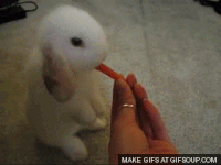 Carrot GIFs - Get the best gif on GIFER