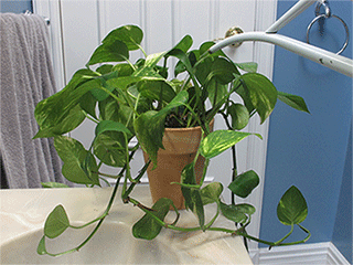 Wilt GIFs - Get the best gif on GIFER