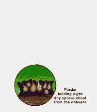 Botany GIFs - Get the best gif on GIFER