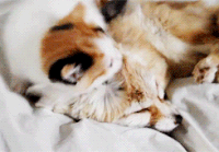 Calico GIFs - Get the best gif on GIFER