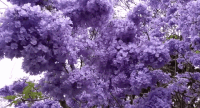Jacaranda GIFs - Get the best gif on GIFER
