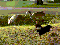 Roosters GIFs - Get the best gif on GIFER