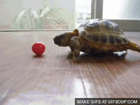 Tortoise GIFs - Get the best gif on GIFER