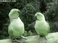 Affection GIFs - Get the best gif on GIFER
