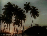 Palm tree GIFs - Get the best gif on GIFER