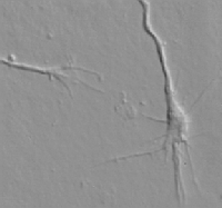 Neuron GIFs - Get the best gif on GIFER