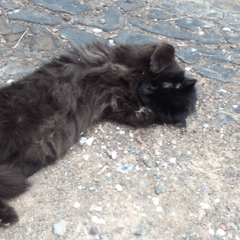 Lam GIFs - Get the best gif on GIFER