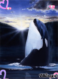 Orca GIFs - Get the best gif on GIFER